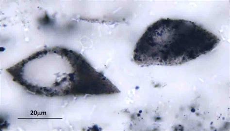 Ancient Plankton Like Microfossils Span Two Continents Geology Page