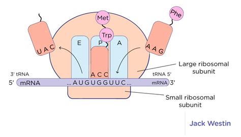 Anticodon Biology Simple