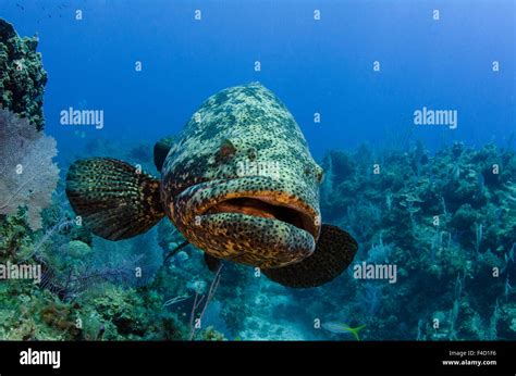 Atlantic Goliath Grouper Epinephelus Itajara Jardines De La Reina