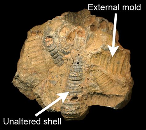1 3 Types Of Fossil Preservation Digital Atlas Of Ancient Life