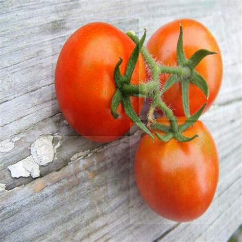 Tomato Detection Object Detection Dataset V3 2023 03 07 3 23pm By Bicol University