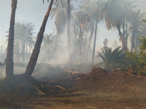 نشوب حريق في زراعات النخيل ومنزل بأسوان