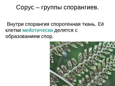 Презентация Жизненный цикл папоротника скачать бесплатно