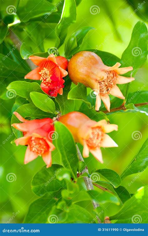 Albero Di Melograno Di Fioritura Fotografia Stock Immagine Di