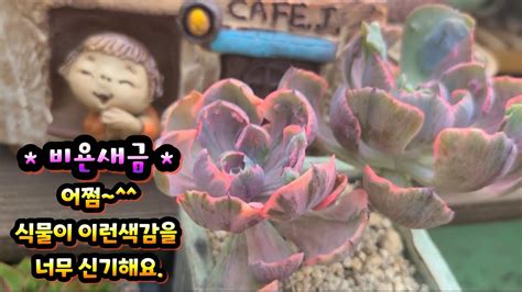 다육이의 매력 사계절 같은모습같은색감이 없어요 ♥ 가을화상 조심하세요 홀~딱 타요ㅠ 옥상다육 비욘새금핑크베라금웃자람적심화상블루엘프철화 Youtube