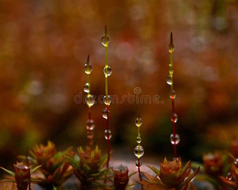 Extreme Macro Of Moss Spores With Droplets Stock Image Image Of