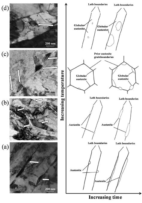 1 Bright Field Micrographs And Schematics Of The Evolution Of The