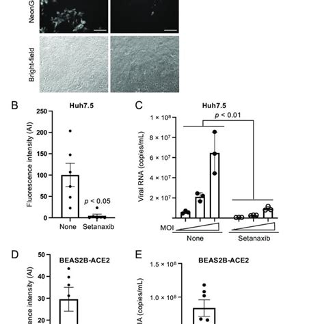 Inhibition Of Sars Cov 2 Replication By Setanaxib A B Huh75 Cells