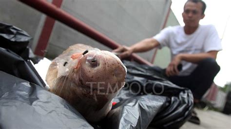 Dukungan Dan Solidaritas Setelah Tempo Diteror Kepala Babi Tempo Co