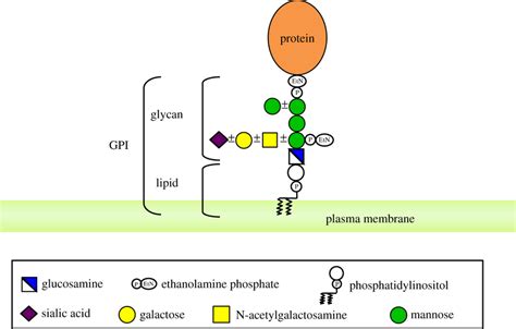Mammalian Gpi Aps The Conserved Core Glycan Of Mammalian Gpi Which Download Scientific