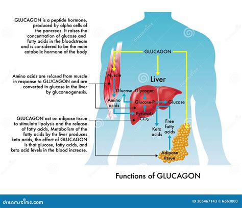 Medical Illustration Of Glucagon Functions Cartoon Vector
