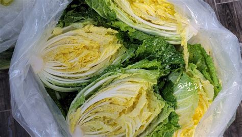 김장배추 쉽게 절이는법 집에서 배추 절이기 배추절이는시간 방법 네이버 블로그