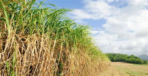 Grant Supports Sugarcane Biorefinery In Queensland Energy Source
