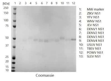 Dengue Virus Ns1 Mouse Anti Virus Clone Fg10 F6 A5 C6 Novus