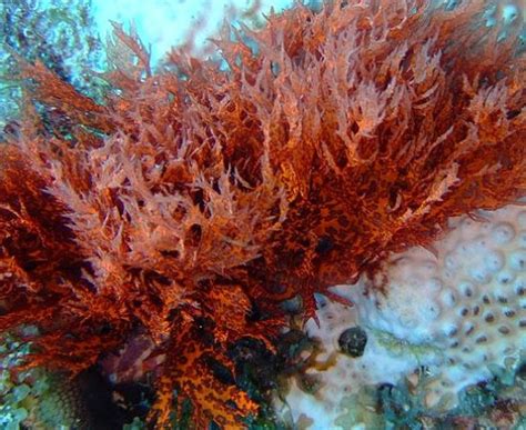 Difference Between Algae And Microalgae Definition Types Features