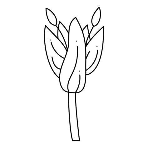 Scylla Bloem Doodle Hand Getrokken Schets Vector Illustratie Premium