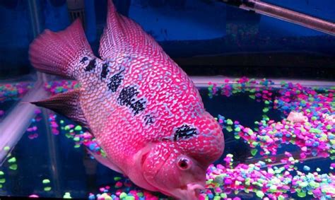 安塔利亞水族館之旅（含門票＆接送） 阿拉尼亞出發 Eztravel易遊網