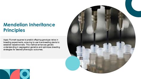 Mendelian Inheritance Principles Segregation Genetics Ppt Guidelines Acp Ppt Presentation