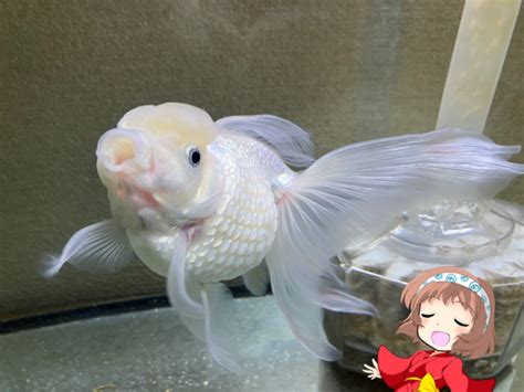 めっとこ®︎ 株式会社清州【公式】 On Twitter 最近、つぶやいていなかったけど。 めっとこの金魚さん 浜錦のステファニーさん