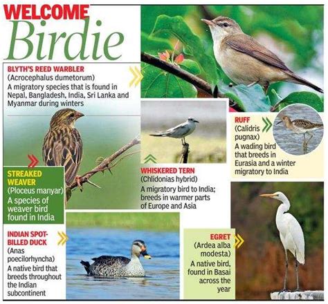 Migratory Birds 12 Migratory Bird Species Spotted In Basai Wetlands