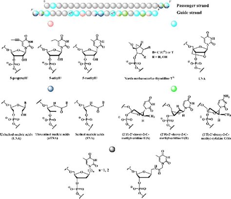Chemical Modification Introduced In The 3 And 5 Ends Of Sirna As Well