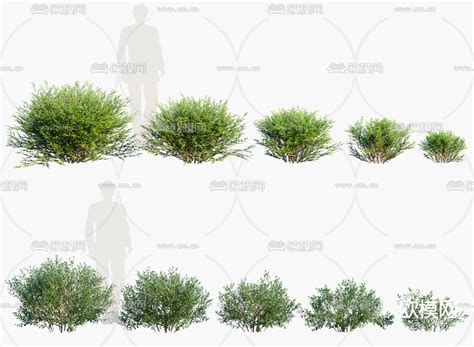 万年青 灌木3d模型下载id122975823dmax免费模型 欧模网