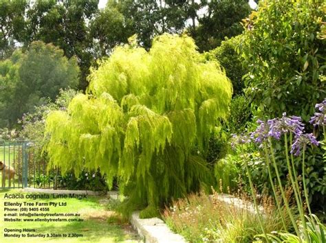Acacia Limelight Flowers