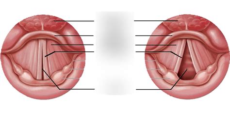 Diagram Of Vocal Tract Diagram Vocal Cord Quizlet