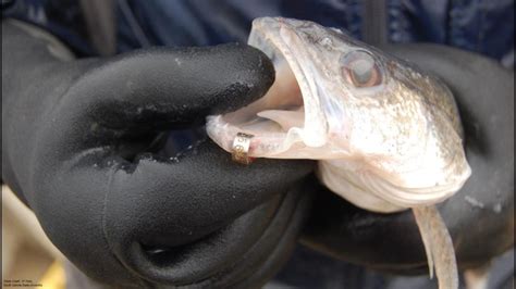 Walleye Hooking Mortality During The Ice Fishing Season South Dakota