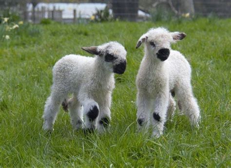 世界一かわいい羊と話題のヴァレーブラックノーズの子供 Valais Blacknose breeders New Zealand Inc