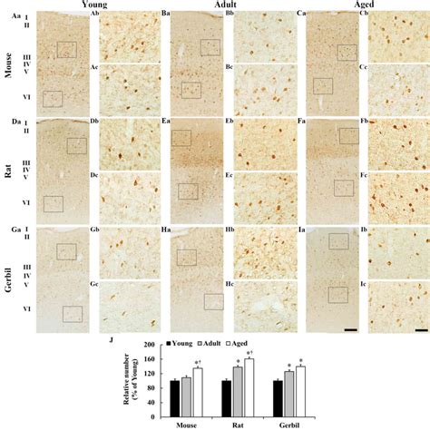 Somatosensory Cortex Mouse