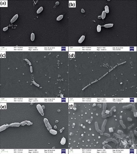 The Morphology Of A Faecalis Incubated In Different Conditions A