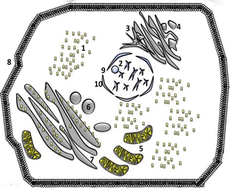 Zellbiologie Struktur Eukaryoten Diagram Quizlet