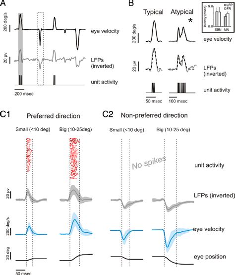 Figure 3 From Local Neural Processing And The Generation Of Dynamic
