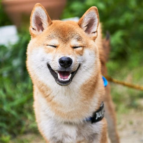 柴犬の多頭飼いで気を付けることとは？