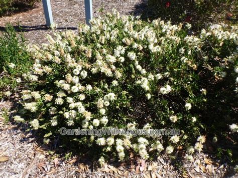 Bottlebrush Callistemon Citrinus White Anzac Anzac Australian