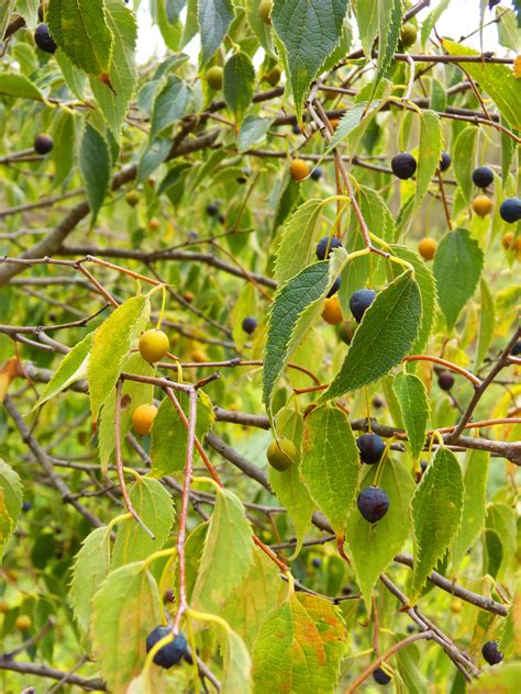 Fotos gratis árbol rama Fruta hoja flor comida Produce hojas