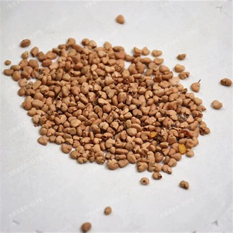 Guava Seeds Wholesale Price And Mandi Rate For Amrut Seeds In India