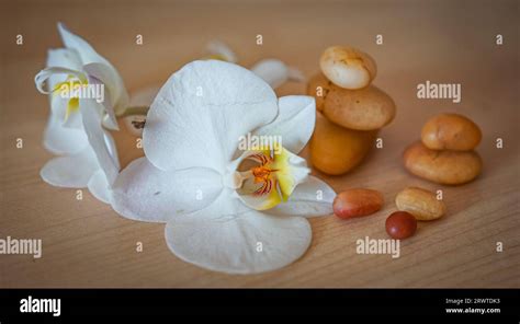 Large White Orchid Flowers On A Brown Background Stock Photo Alamy