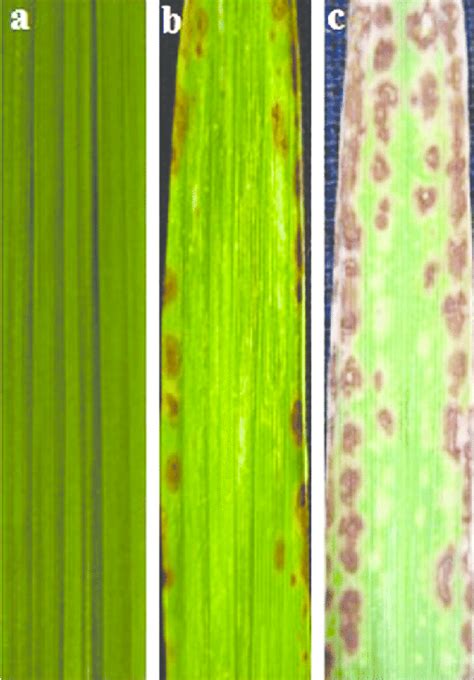 Phenotype Of Wild Type And Mutant Leaves A Leaves Of Wild Type