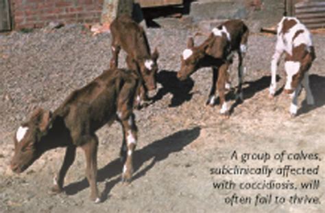 Subclinical Coccidiosis Continuing Major Challenge To Cattle Industry