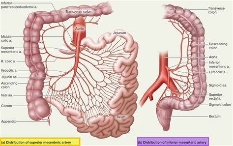 Superior Mesenteric Artery