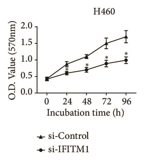 Ifitm1 Silencing Inhibits Lung Cancer Cell Proliferation A B Ifitm1