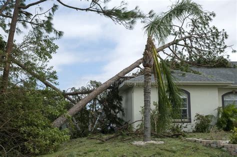 Hurricane Damage To A House Roof In Florida Fallen Down Big Tree After