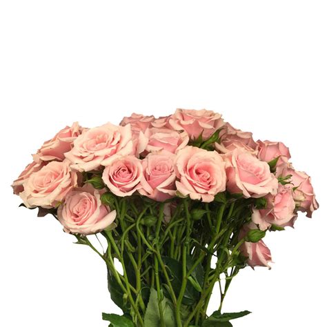 Charlotte Flower Market Wholesale Florist Bulk Wedding Flowers