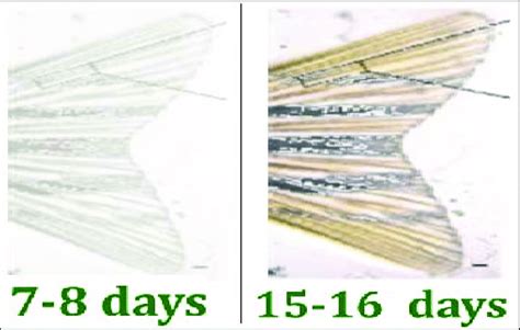 B Figure 3 A Ts Of Zebrafish Fin Under Microscope Shows The Presence