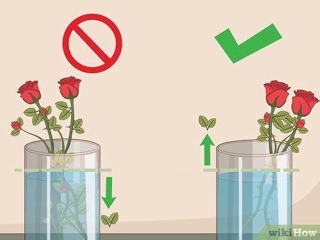 4 Ways To Care For Roses WikiHow 4 Ways To Care For Roses WikiHow