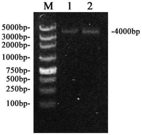 Trehalose Synthase Trehalose Hydrolase Fusion Enzyme Expression Gene