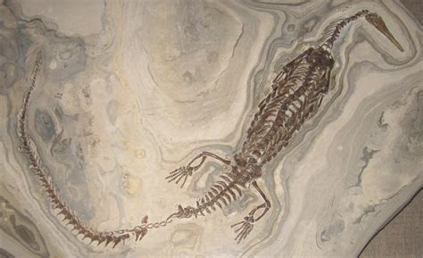 Fossil Of Mesosaurus Wallpapers Wallpaper Cave