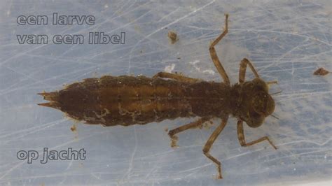 Een Larve Van Een Libel Op Jacht Youtube